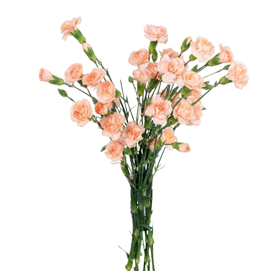 Carnations – Harrys Wholesale