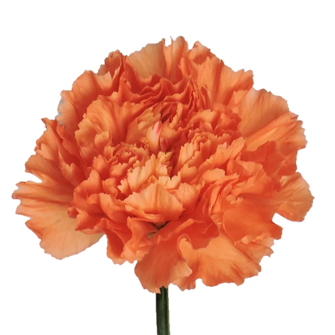 Carnations – Harrys Wholesale
