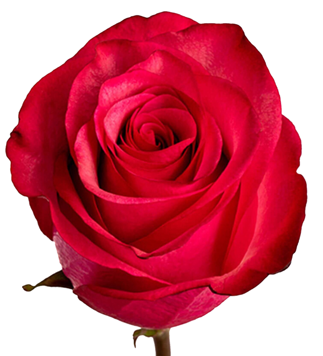 Rose Bundles – Page 2 – Harrys Wholesale