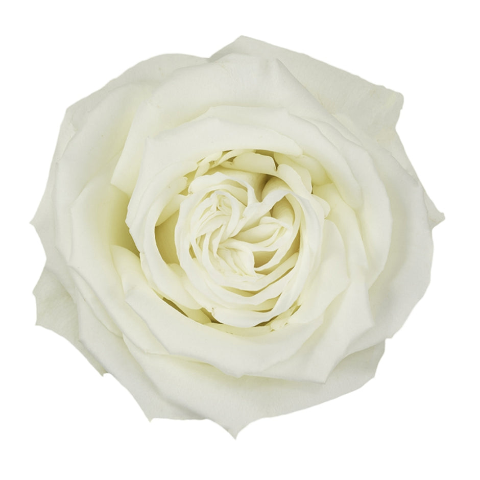 Rose Bundles – Harrys Wholesale